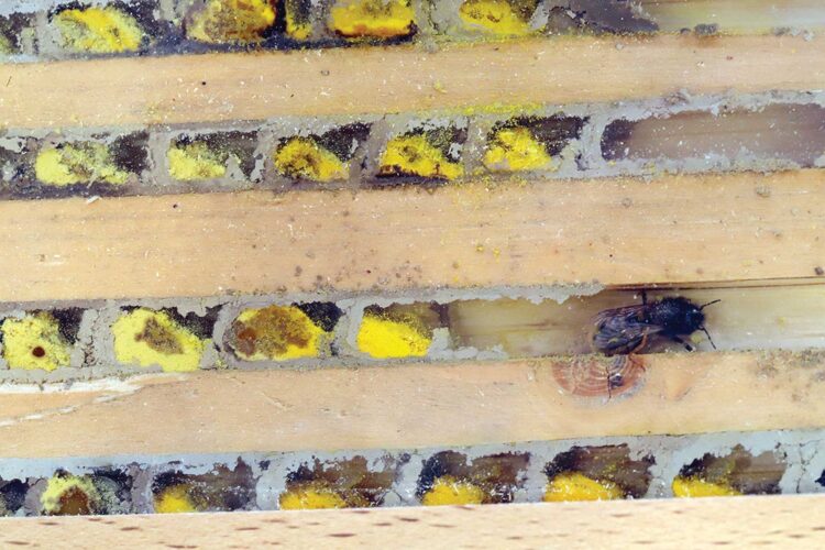 How To Support Solitary Bees – Mother Earth News